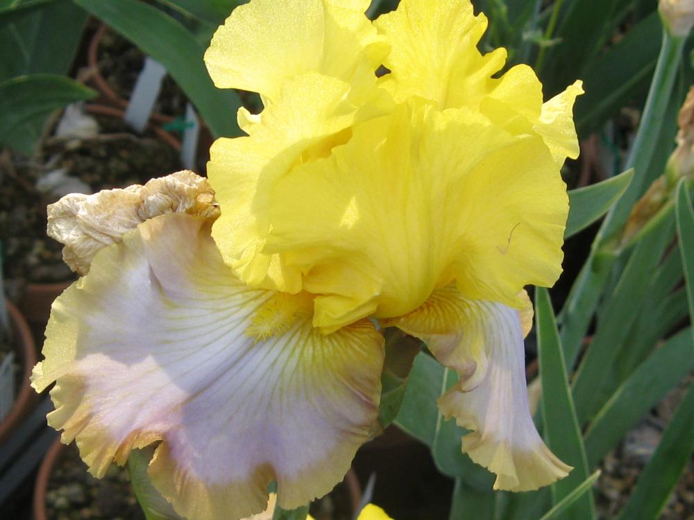 Iris germanica "Calming Influence" - Iris germanica alti - Vivaio Zanelli