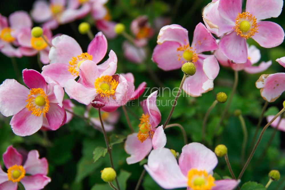 Anemone hupehensis “Little Princess“ - Anemoni - Vivaio Zanelli