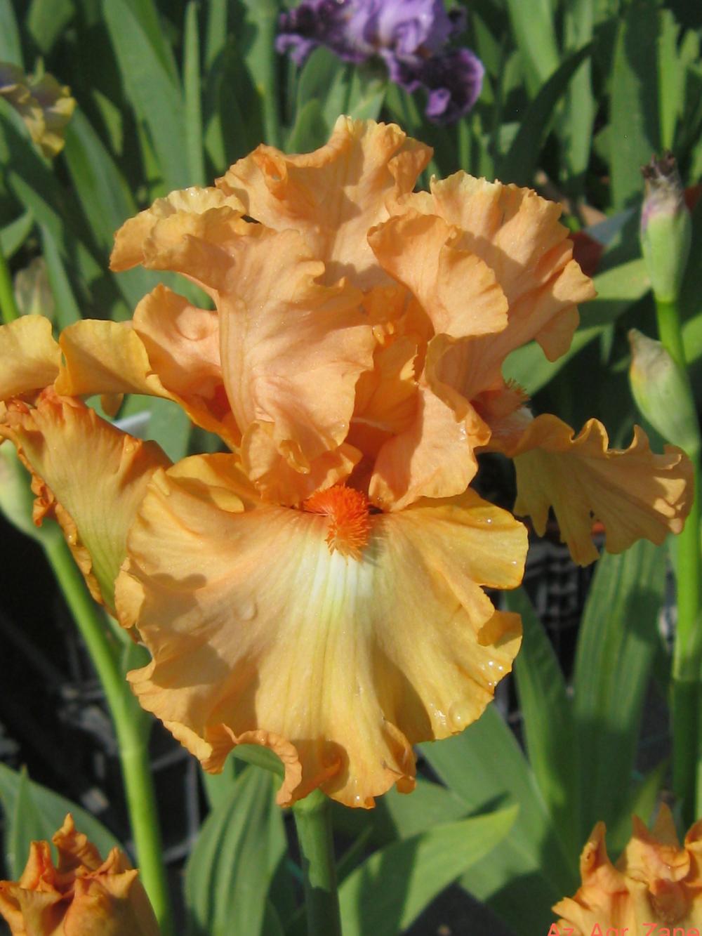 Iris germanica “Satin and Lace“ - Iris germanica alti - Vivaio Zanelli