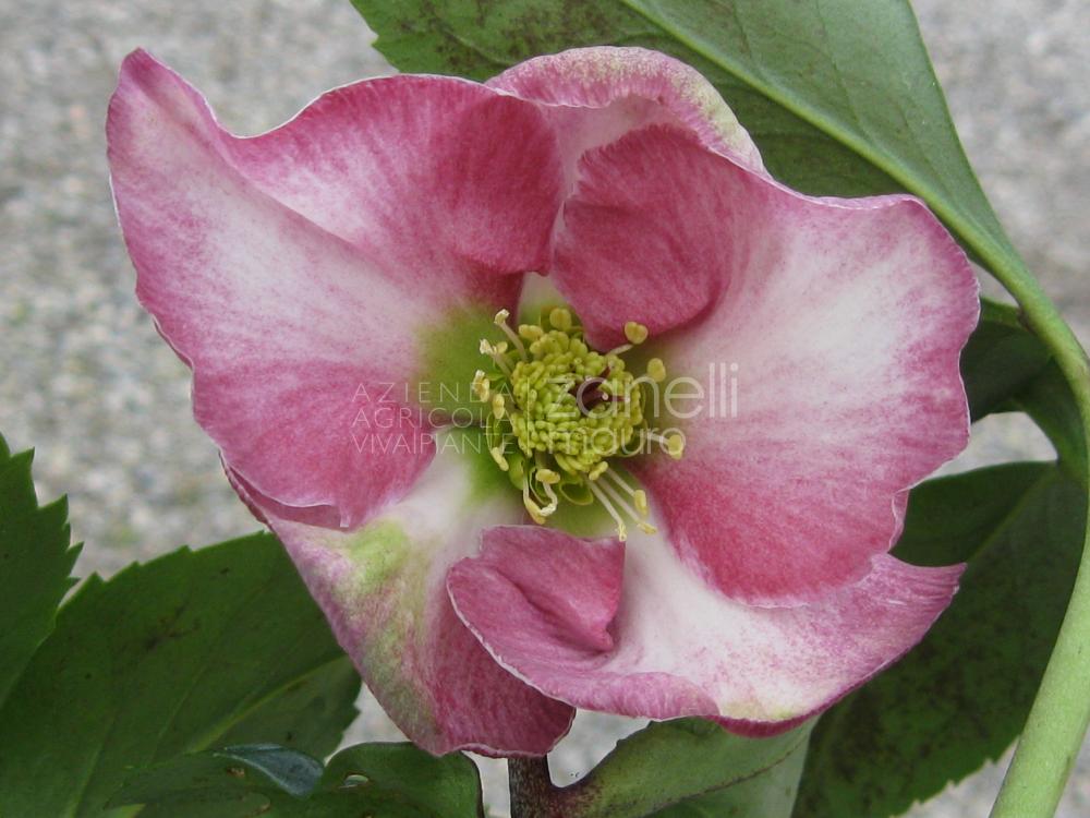 Helleborus x lemonnierae "HGC M.me Lemonnier"@ - Helleborus ibridi ...