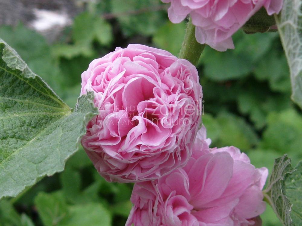 Alcea rosea "Chater's Double Mix" - Erbacee perenni - Vivaio Zanelli