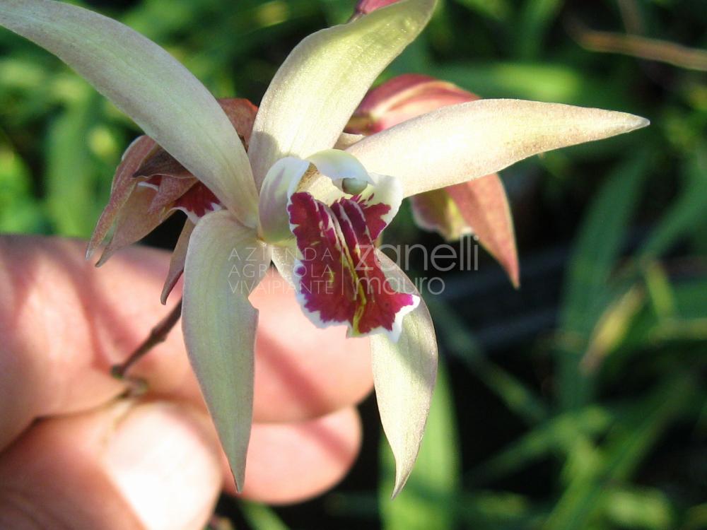 Bletilla striata "Red" - Bletilla - Vivaio Zanelli