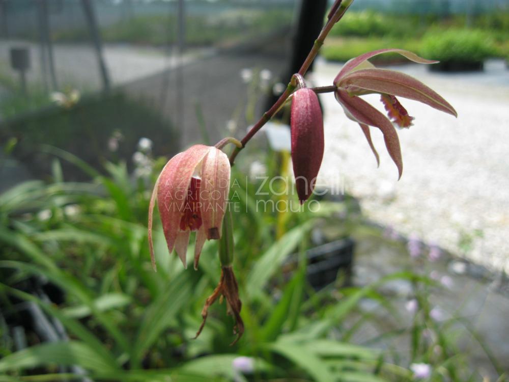 Bletilla striata "Red" - Bletilla - Vivaio Zanelli