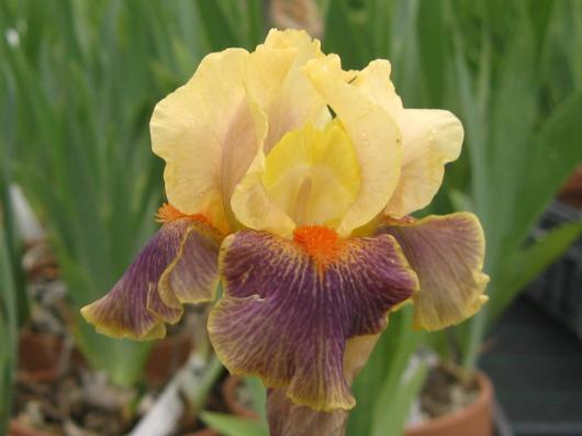 Iris germanica “Delirium“ - Iris germanica medi - Vivaio Zanelli