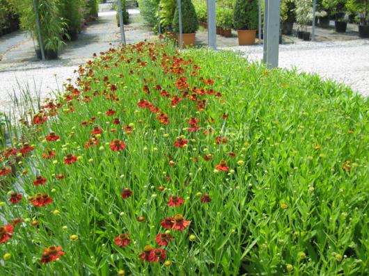 Helenium "Red Jewel" - Erbacee perenni - Vivaio Zanelli
