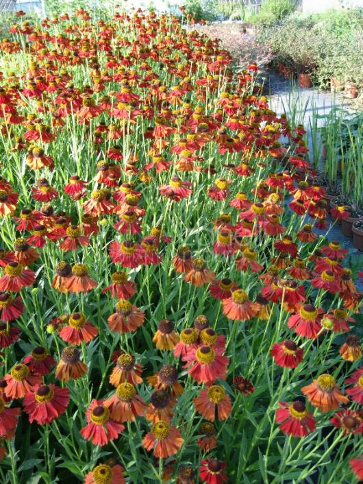 Helenium "Moerheim Beauty" - Erbacee perenni - Vivaio Zanelli