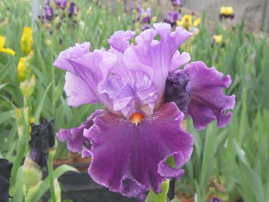 Iris germanica "Ghost Train" - Iris germanica alti - Vivaio Zanelli