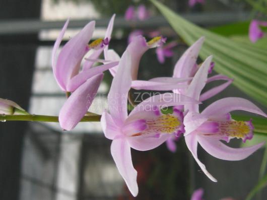 Bletilla formosana - Bletilla - Vivaio Zanelli