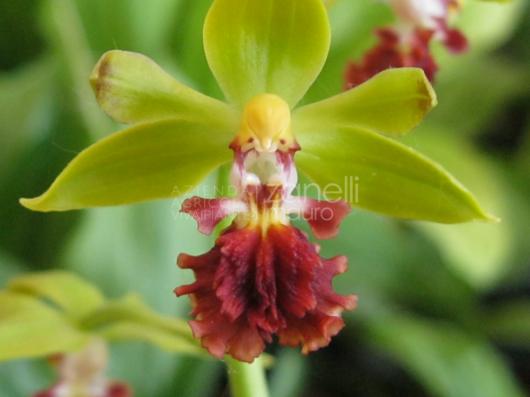 Calantha tricarinata - Calanthe - Vivaio Zanelli