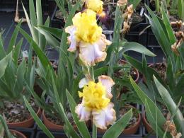 Iris germanica "Calming Influence" - Iris germanica alti - Vivaio Zanelli