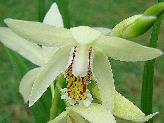 Bletilla ochracea - Alchetron, The Free Social Encyclopedia